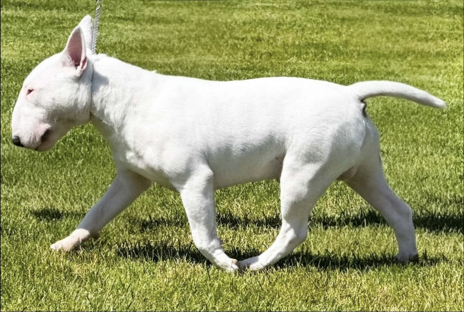 Canuck Dogs: Your source for Canadian dog event information online.